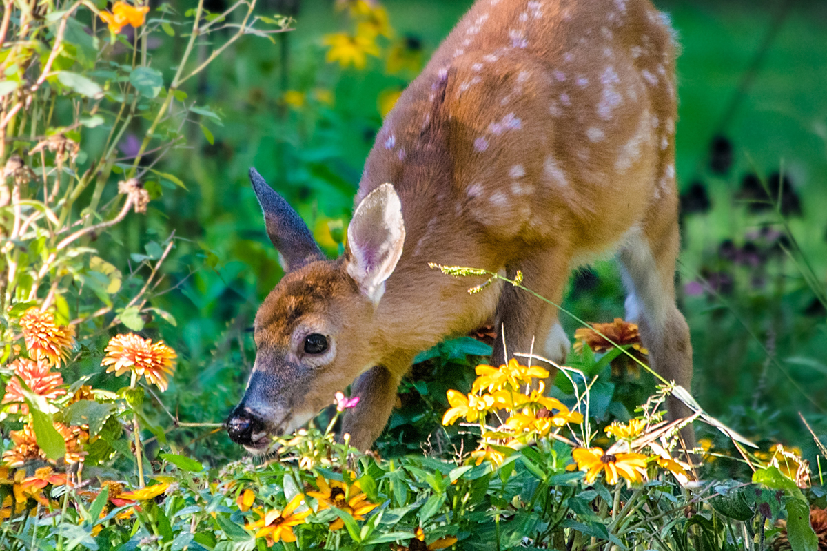 How to Grow a Deer-Free Garden in the Hudson Valley