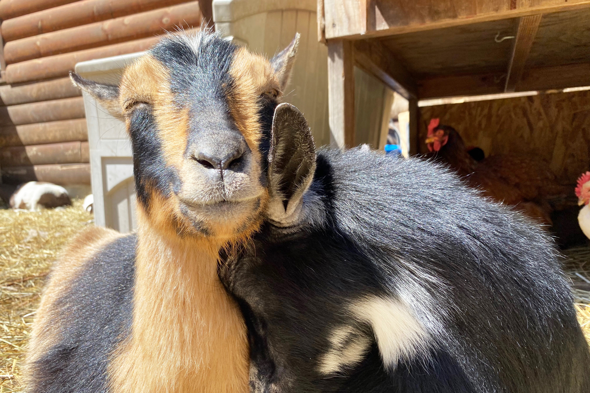 This Virtual Hudson Valley Airbnb Experience Is the G.O.A.T.
