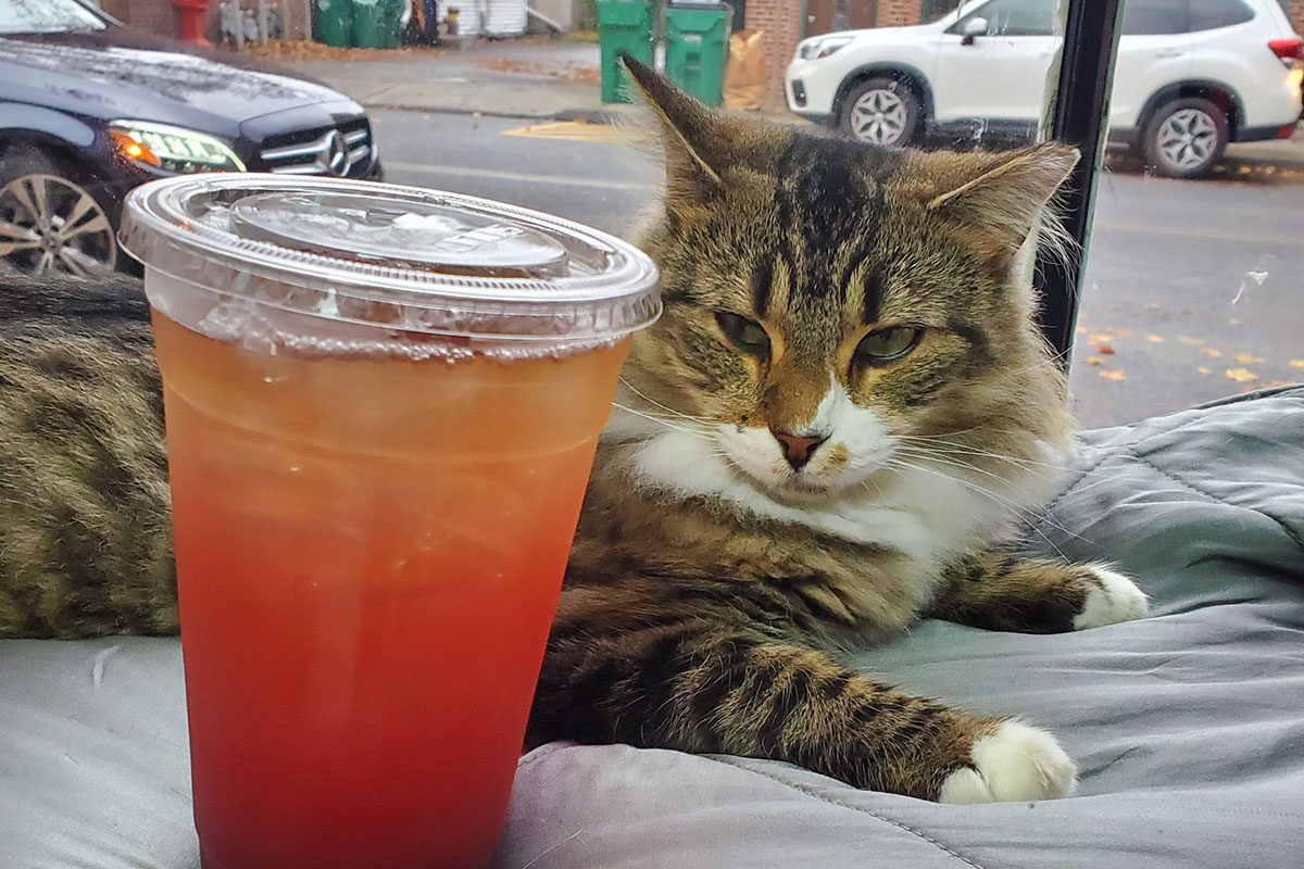 Beans Cat Cafe Is a Delight for Cat Lovers in Beacon