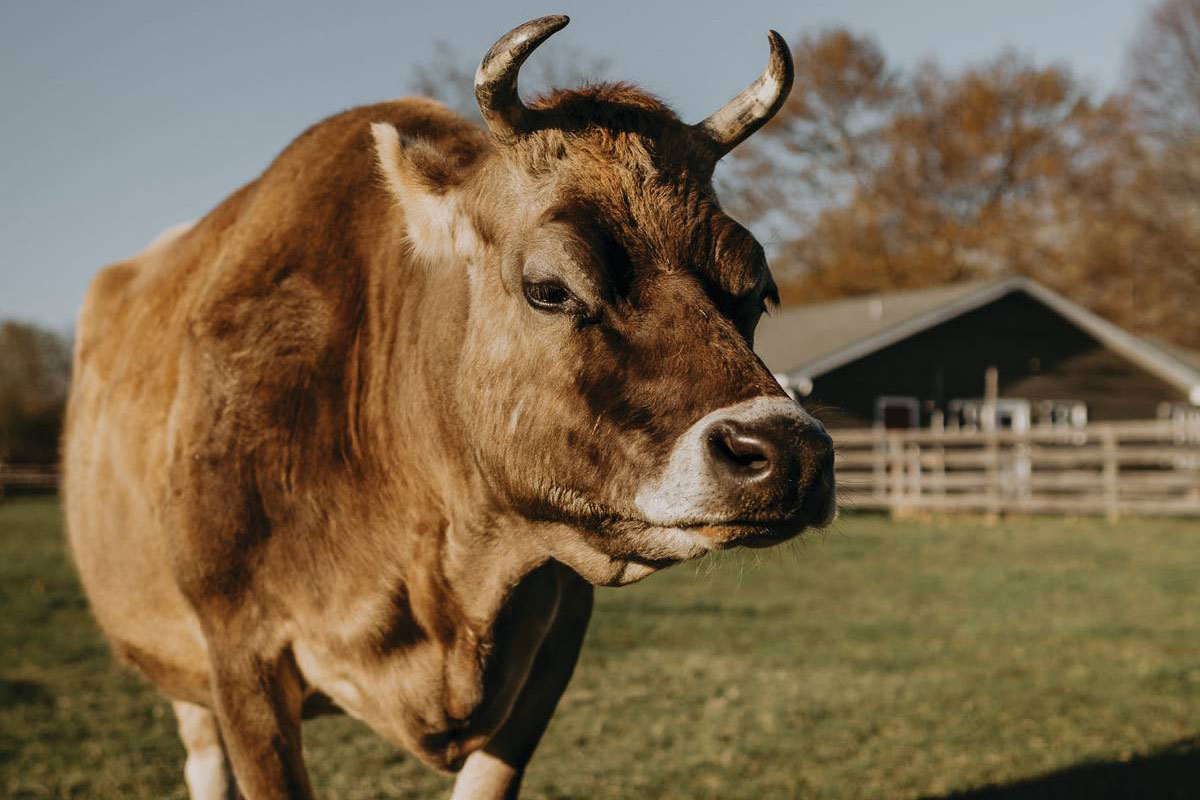 10 Hudson Valley Farms, Sanctuaries, and Zoos to Visit Animals