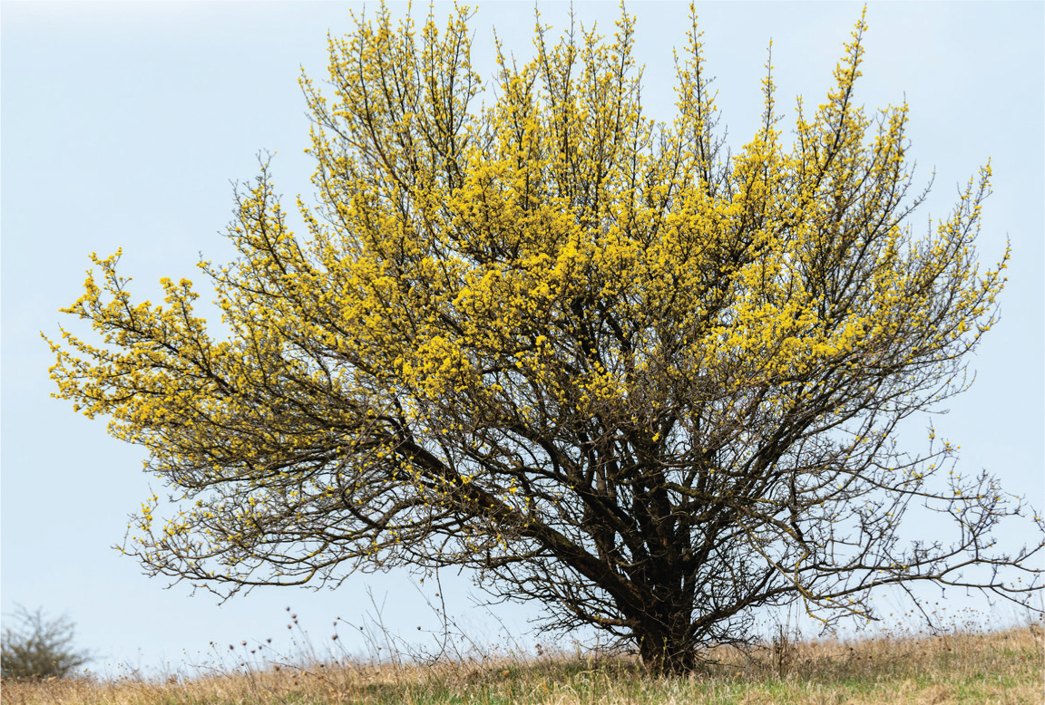 Wood Tree Spring