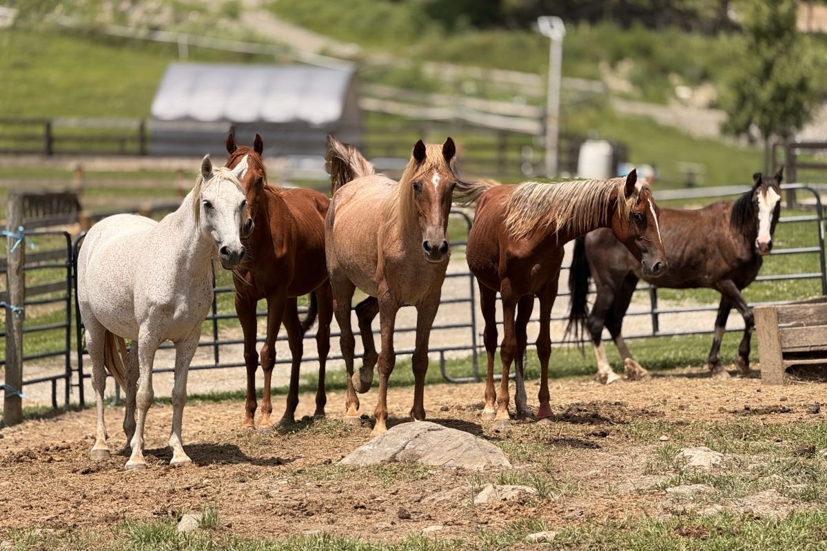 13 Hands Equine Rescue Opens Center for Year-Round Education