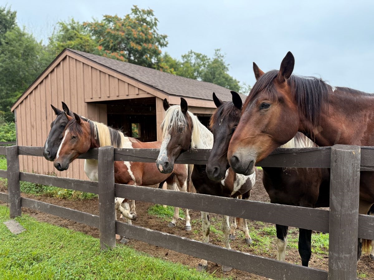 13 Hands Equine Rescue Opens Center for Year-Round Education