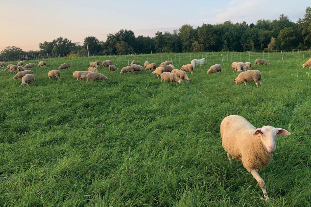 Willow Pond Sheep Farm Crafts Dreamy Dairy in Gardiner