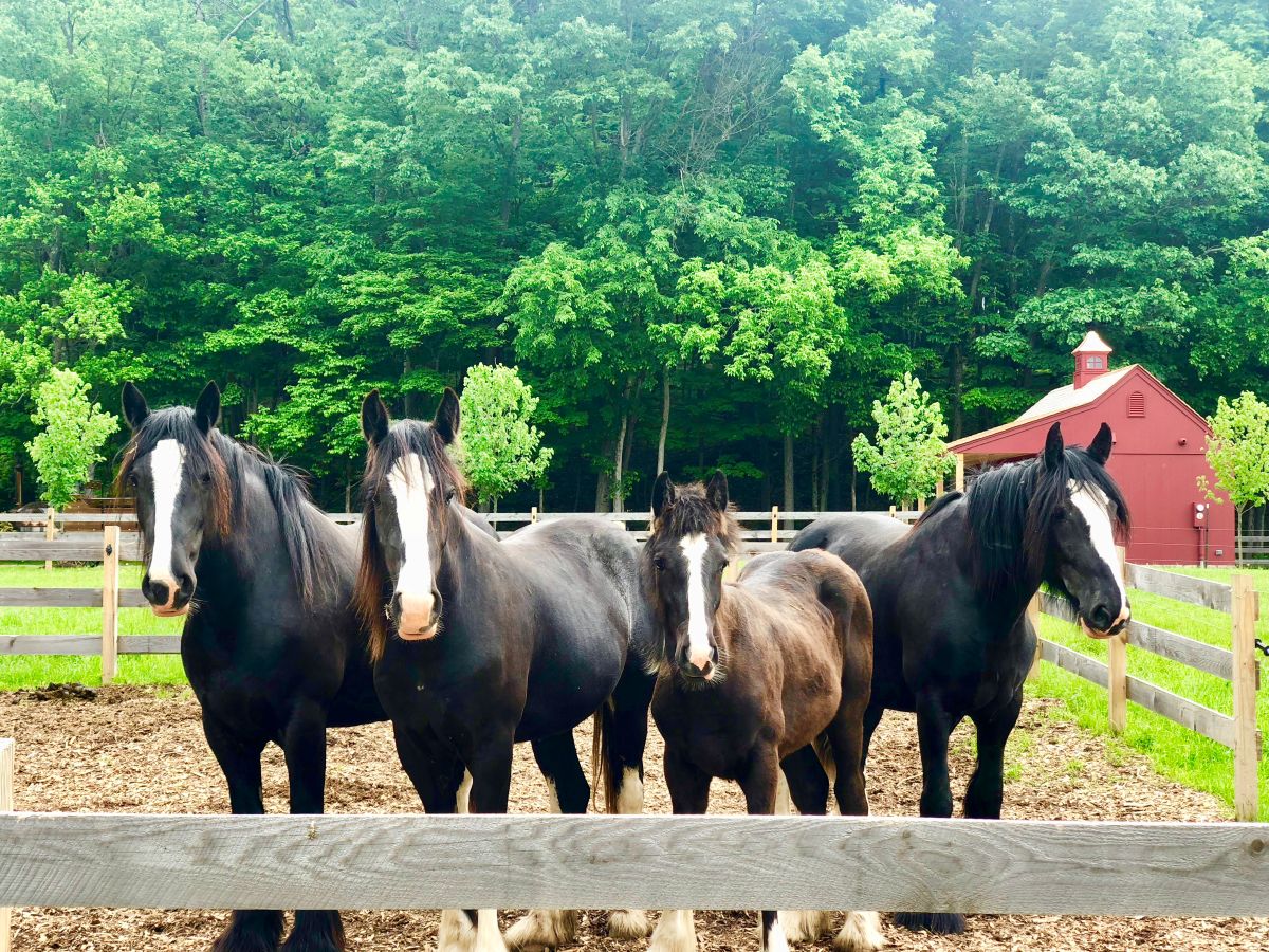 West Sand Lake’s June Farms to Star in Prime Original Series