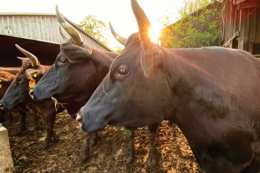 This Hudson Valley Farm Is a Hub for Top-Tier Wagyu