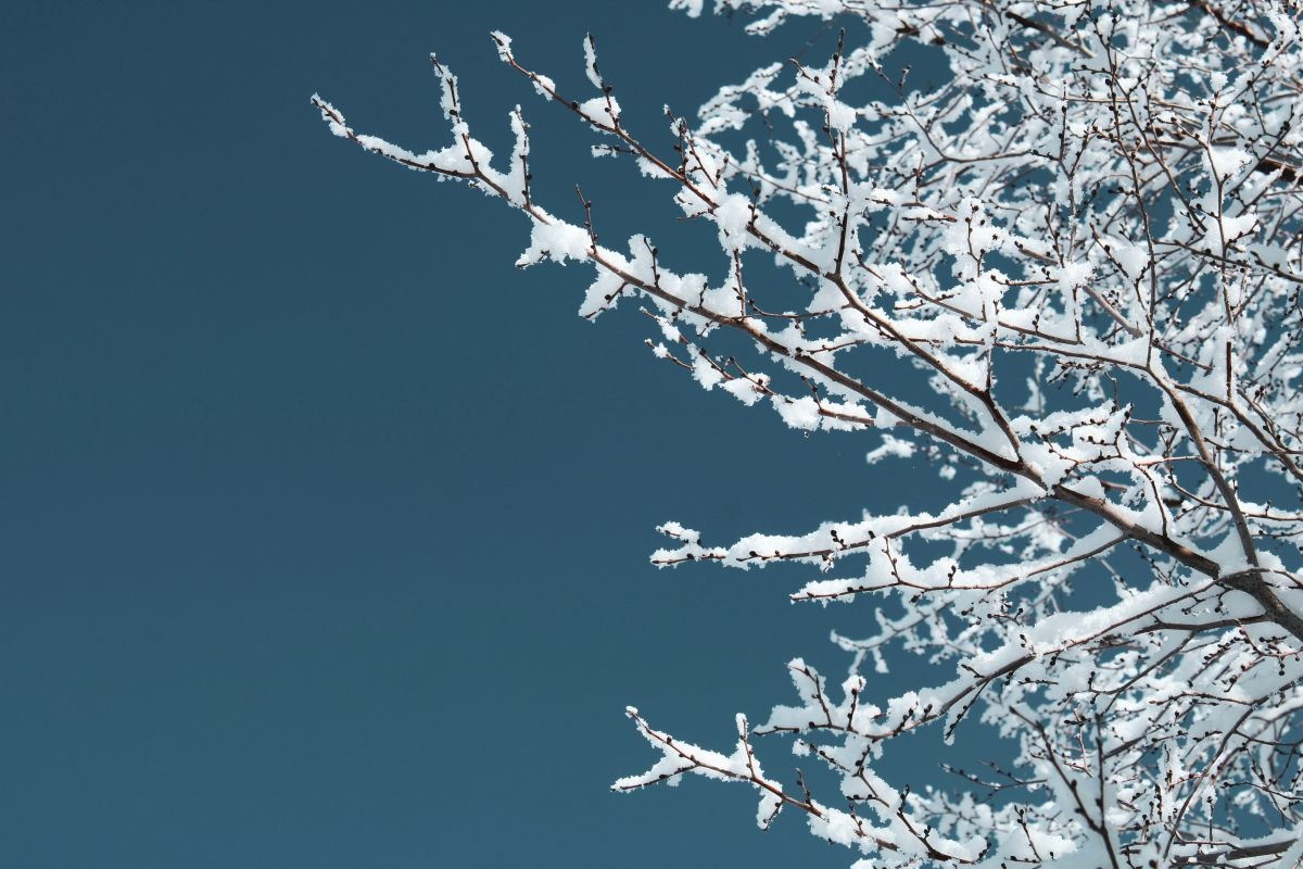 Stay Ahead of Spring With Winter Plant Care in the Hudson Valley