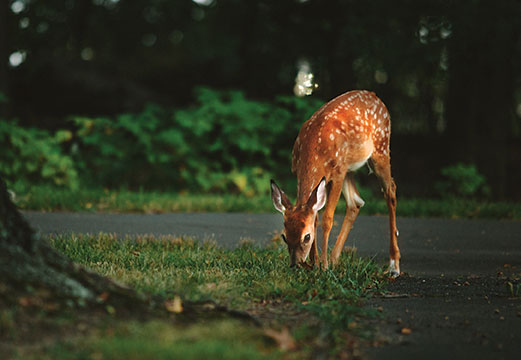Locally Grown: Deer Defense