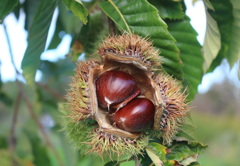The American Chestnut