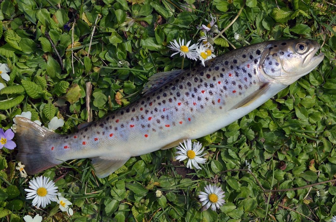 Eating by the Trout Season