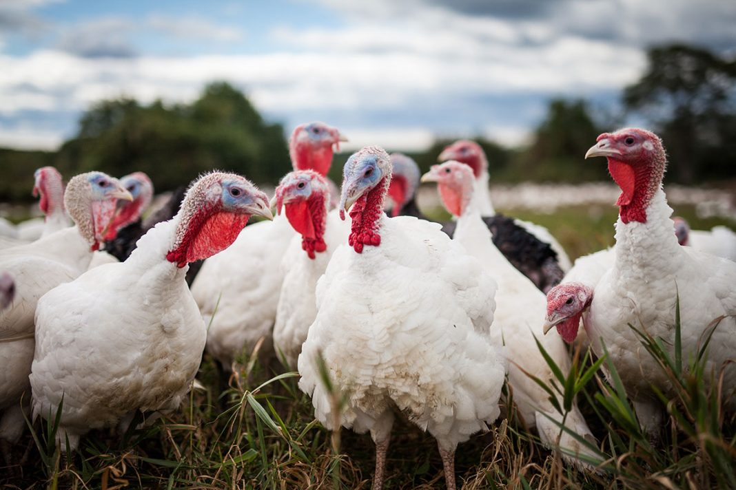 Where to Buy Heritage Breed and Pasture-Raised Turkeys in the Hudson Valley
