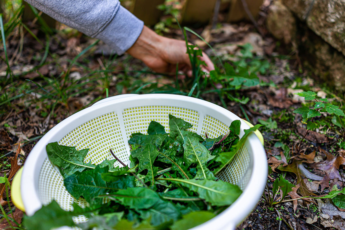 Become a Foraging Pro With These 7 Important Tips