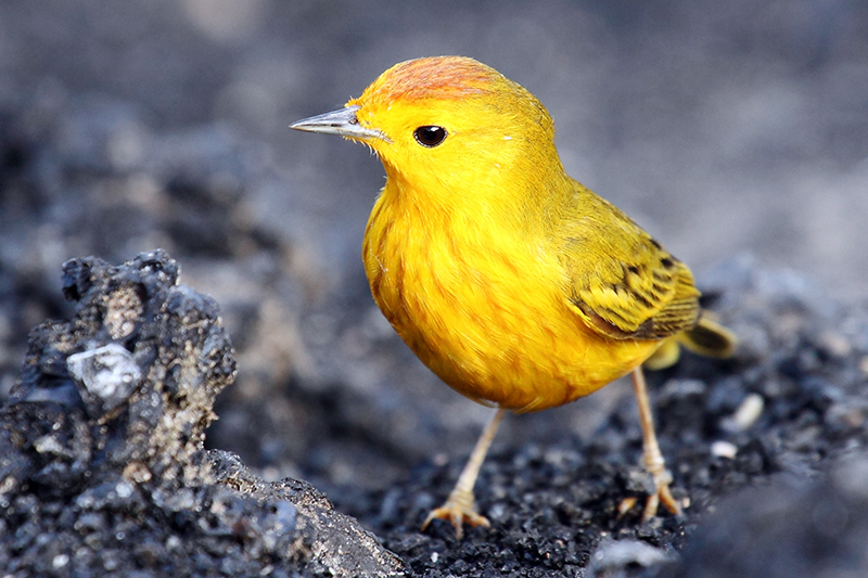 It’s Bird-Watching Season! Here’s How to Identify Rare Birds in the Valley