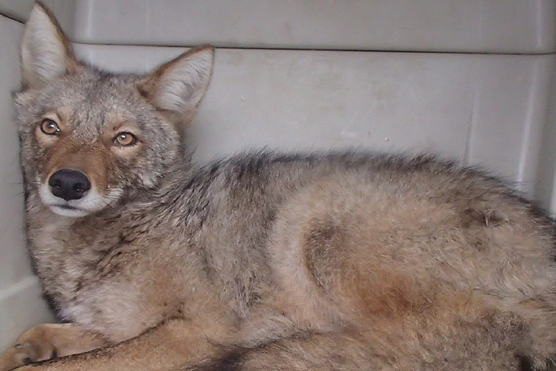 This Sleepy Coyote Is Twitter Famous in Albany