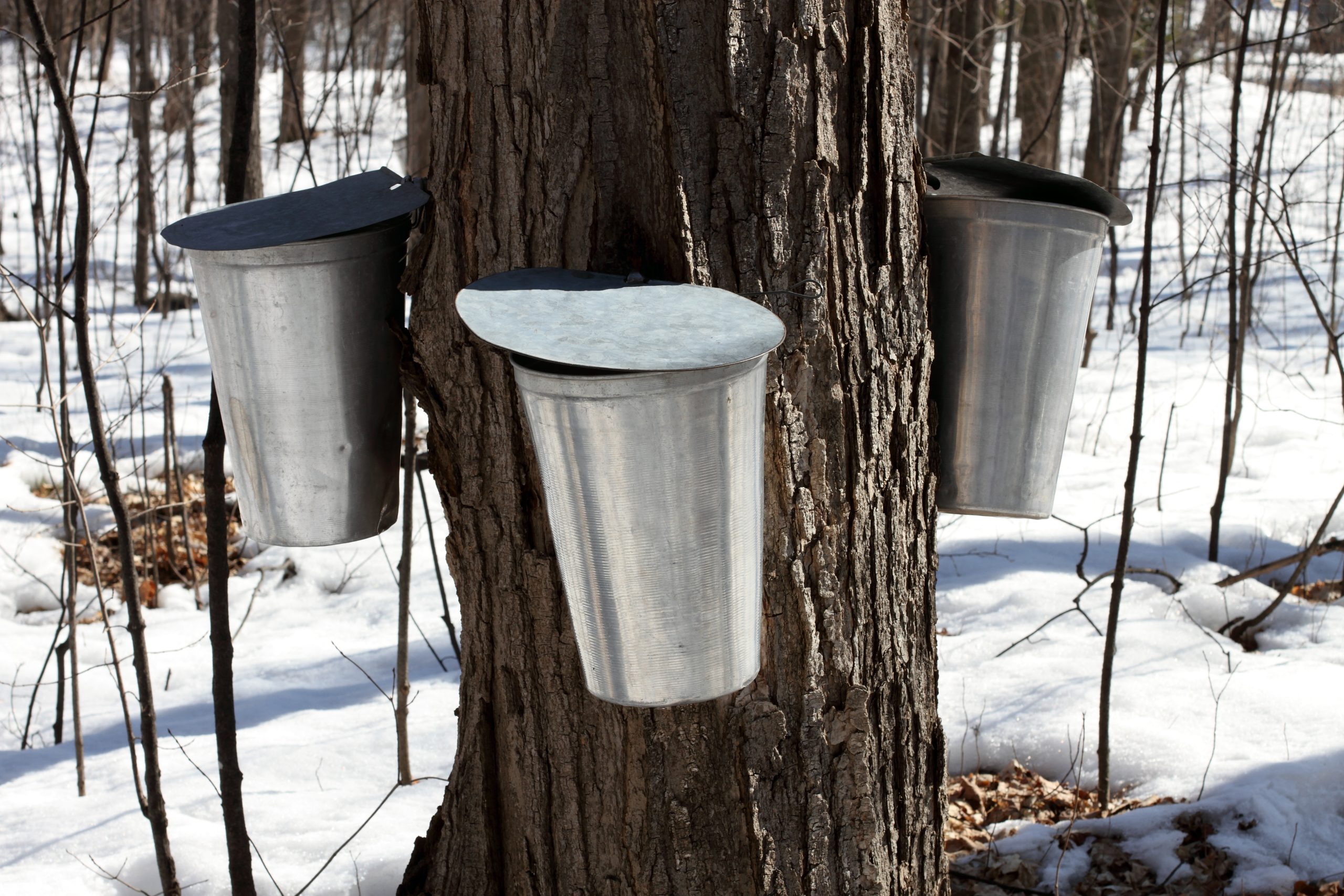 It's Maple Syrup Season!
