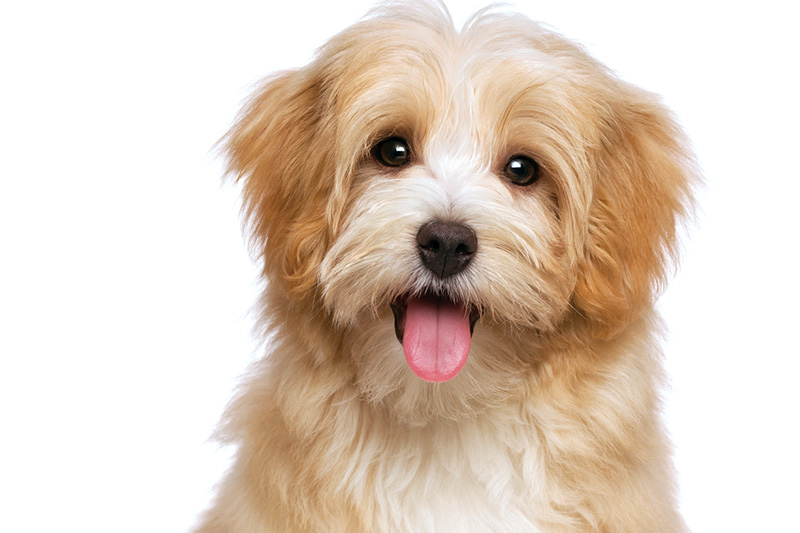 11 Questions to Ask Before You Get a New Pet