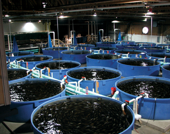 Fish Farming in a Local Ocean