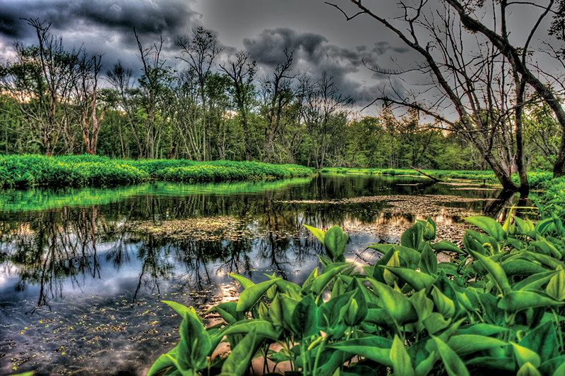 Protecting the Hudson Valley’s Great Swamp