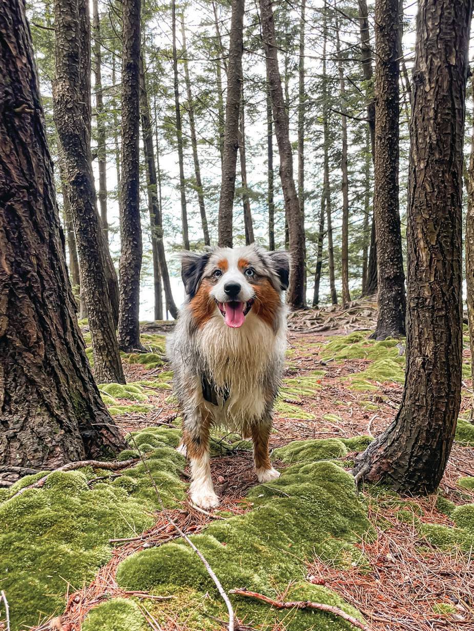These Hudson Valley Puppy Photos Are Too Cute