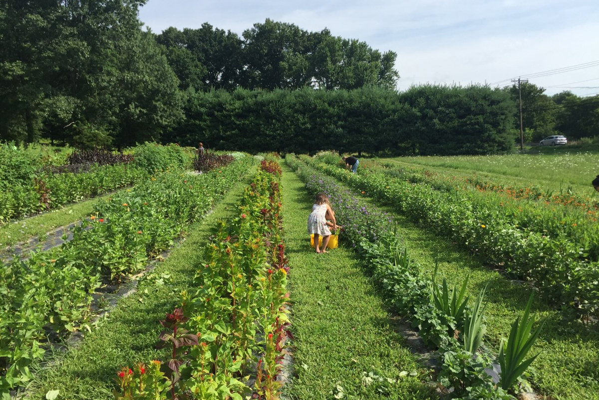 Pick Your Perfect Blooms From These Hudson Valley Flower Farms