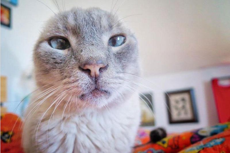 The Instagram-Famous Cats Who Inspired Waves of 'Misfit' Pet Adoptions