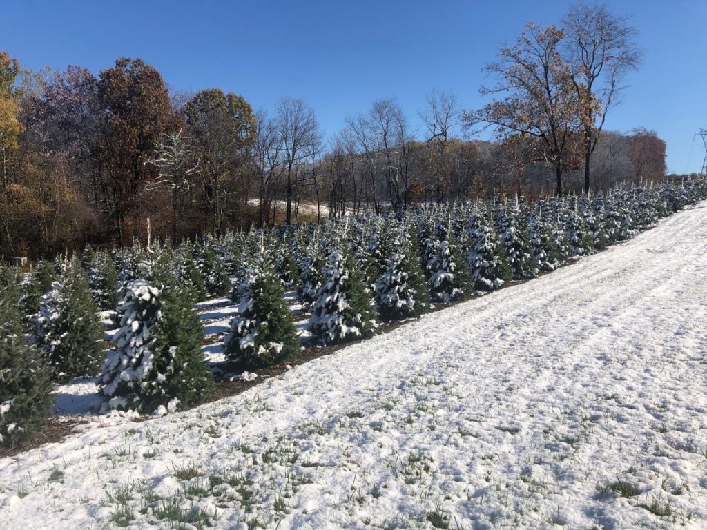Meet the Farmer: Stephen Abel, Abel’s Trees