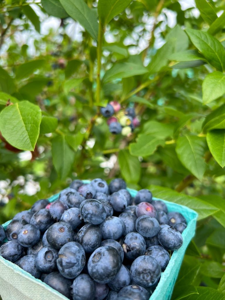 Your Guide to Blueberry Picking in the Hudson Valley