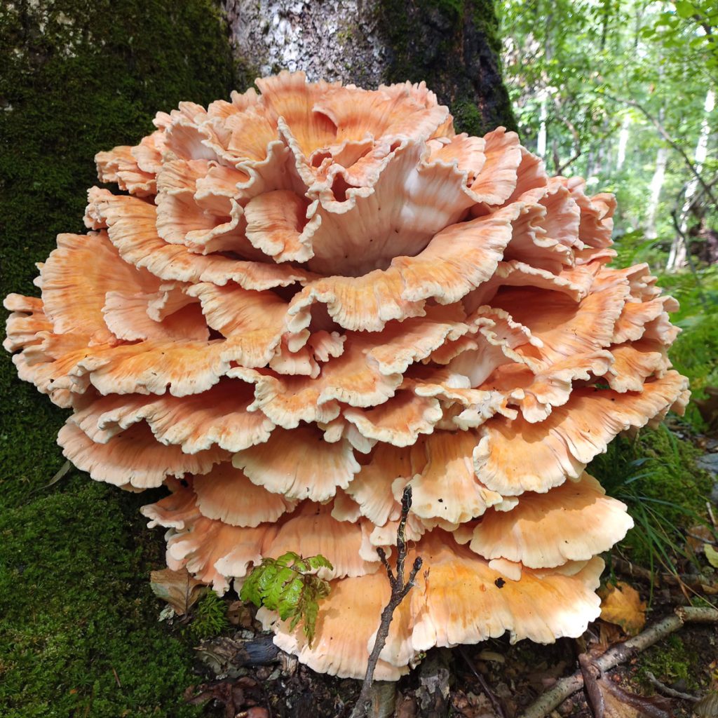 Deep Forest Wild Edible Forages in the Hudson Valley